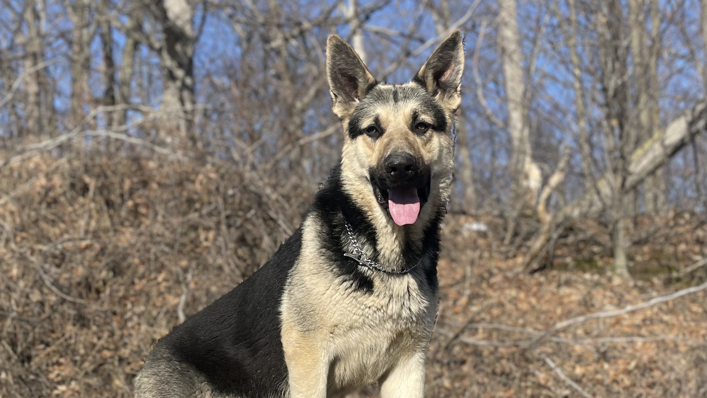 Our Males | RMD East-European Shepherds