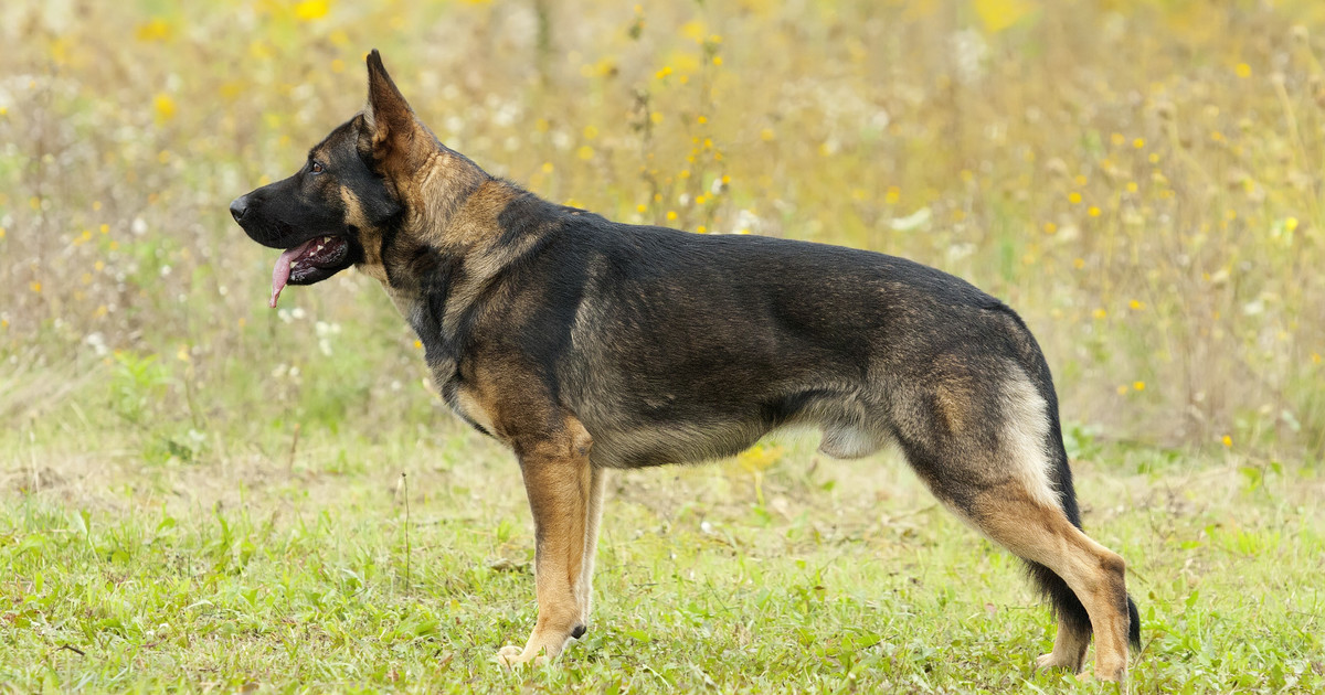 History of West German Working Line German Shepherds | RMD East ...